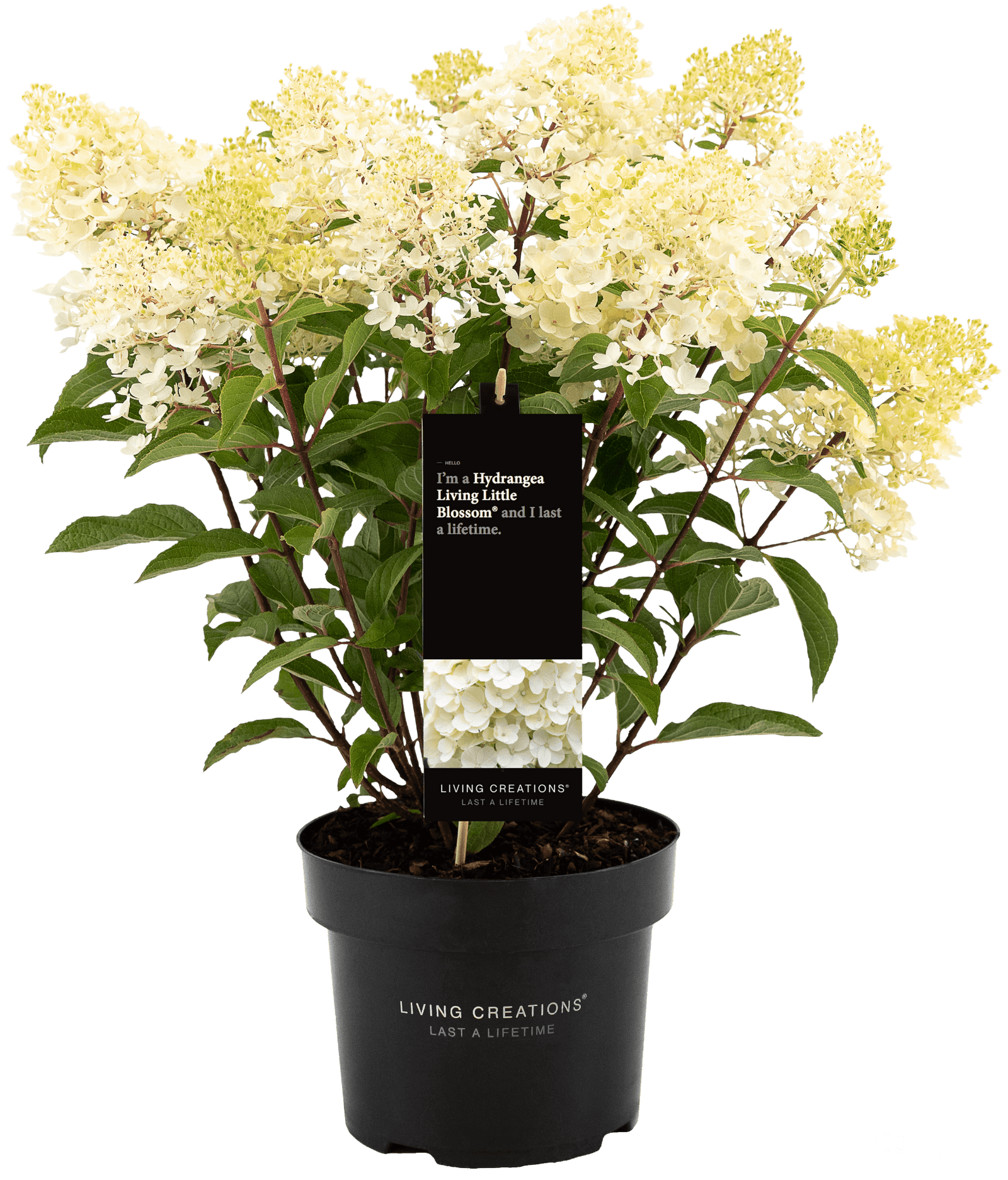 Living Creations Hydrangeas® last a lifetime